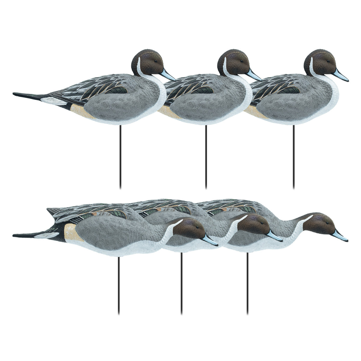 HD Full Body Pintail Decoys 6 Pack | Final Approach Waterfowl