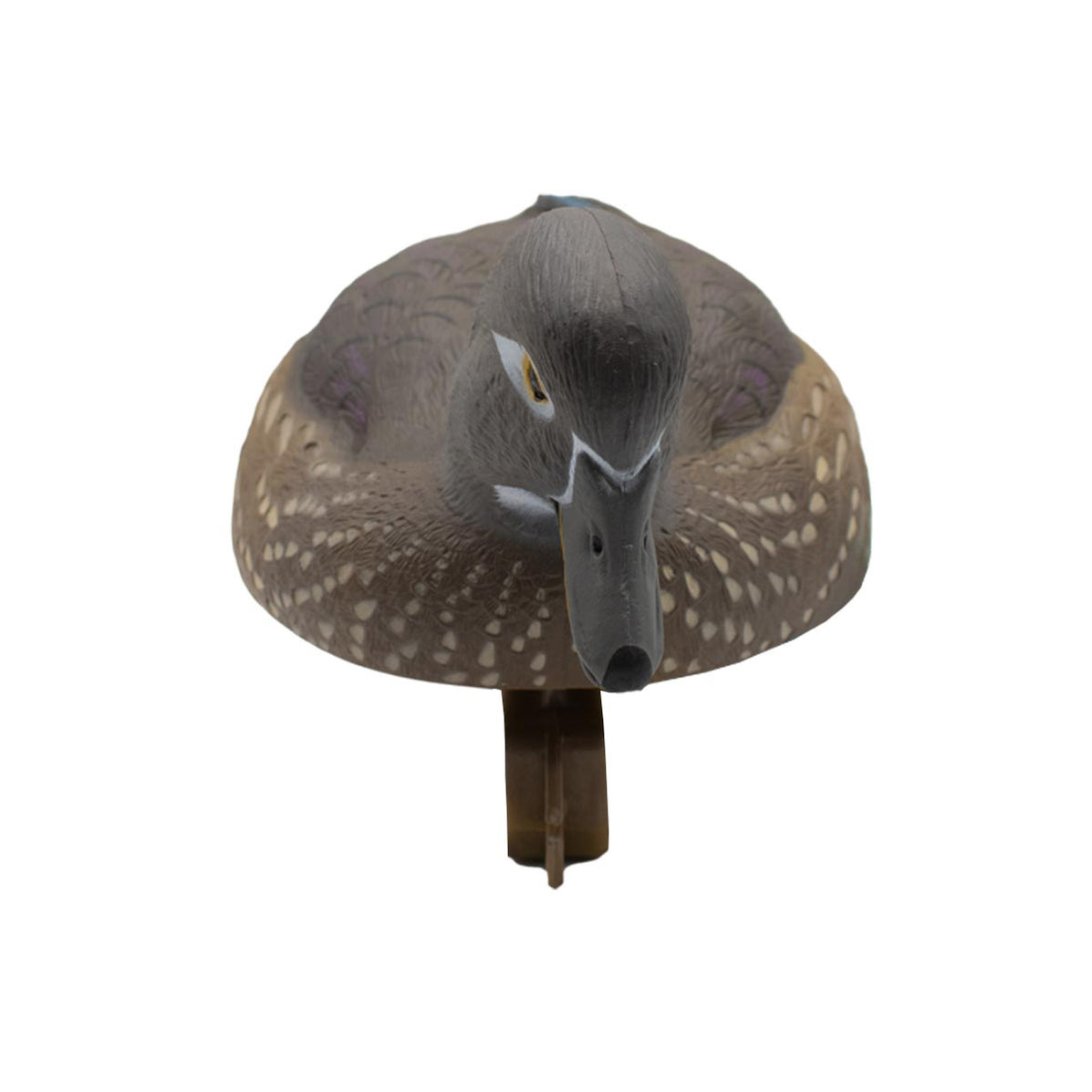 Live Wood Ducks - 6 Pack | Final Approach Waterfowl