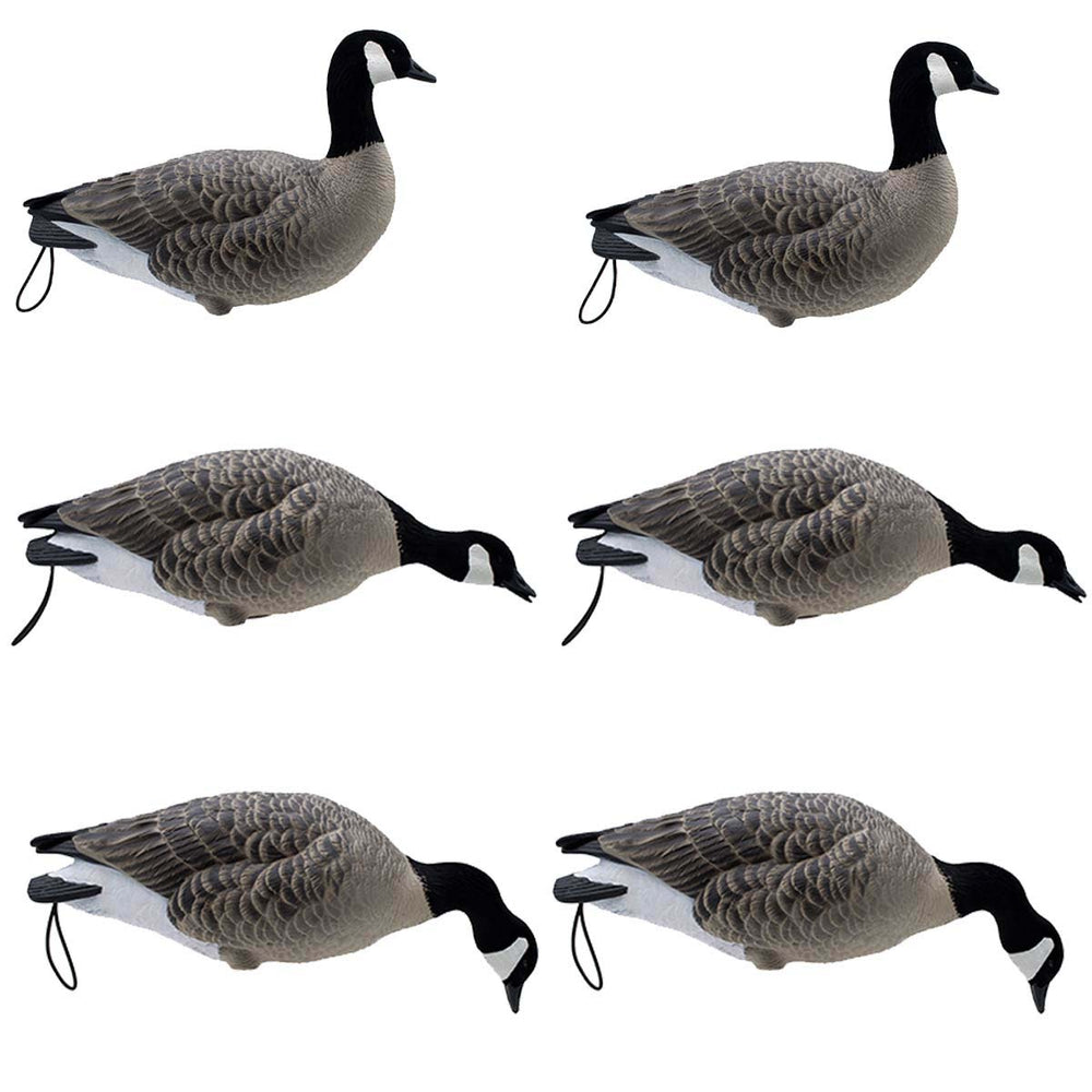 LIVE Full Body Lesser Canada Geese - 6 Pack | Final Approach Waterfowl