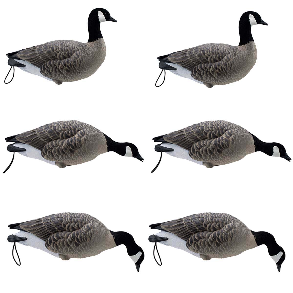 LIVE Full Body Lesser Canada Geese - 6 Pack | Final Approach Waterfowl