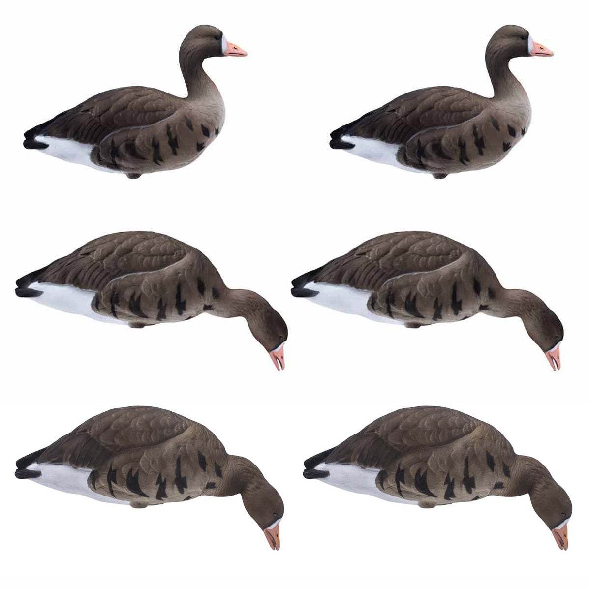 LIVE Fully Flocked Full Body Specklebelly Geese | Final Approach Waterfowl
