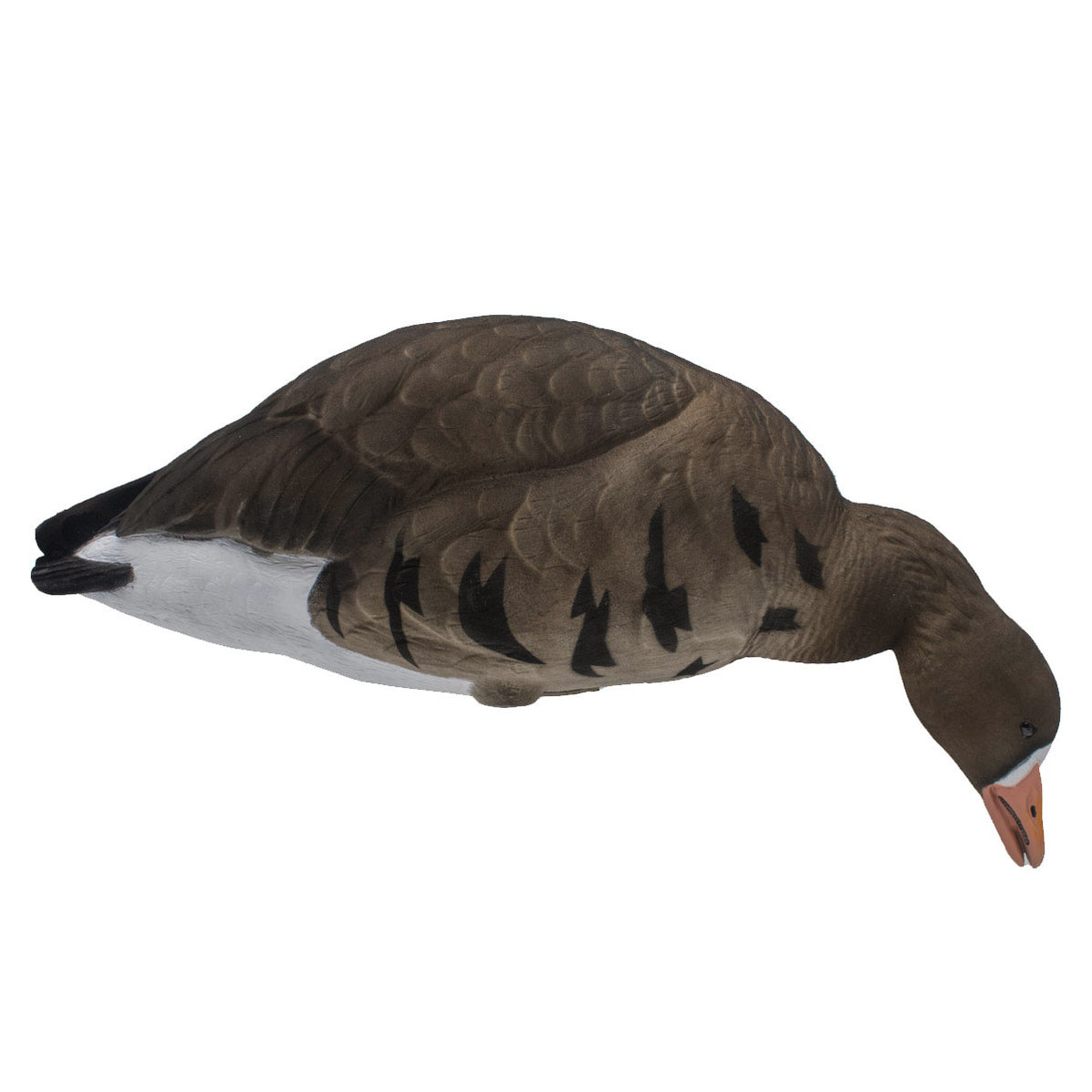 LIVE Fully Flocked Full Body Specklebelly Geese | Final Approach Waterfowl