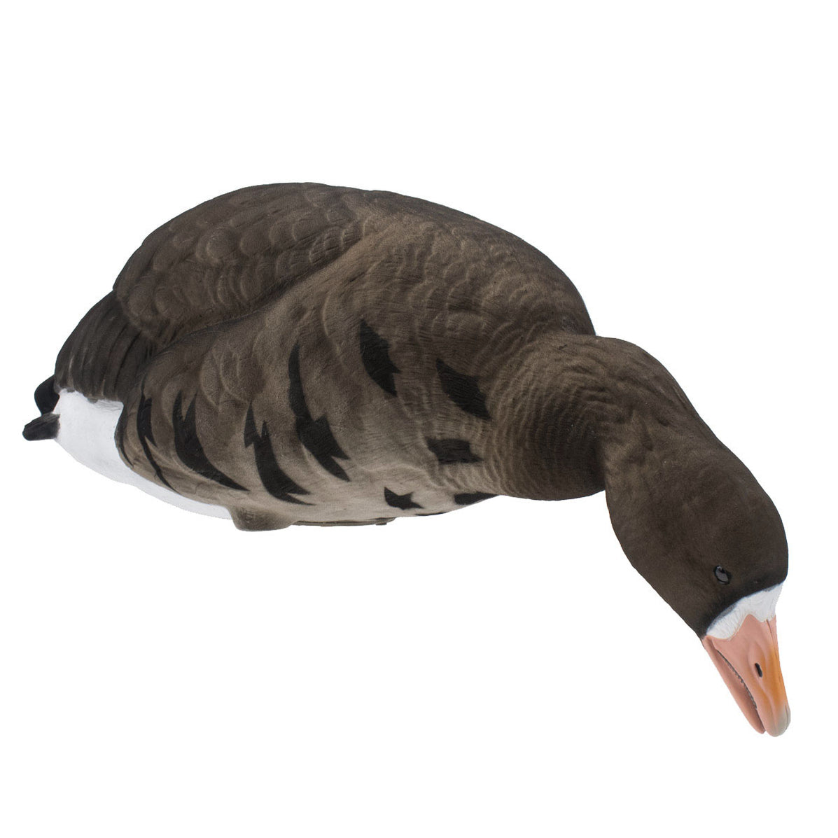 LIVE Fully Flocked Full Body Specklebelly Geese | Final Approach Waterfowl
