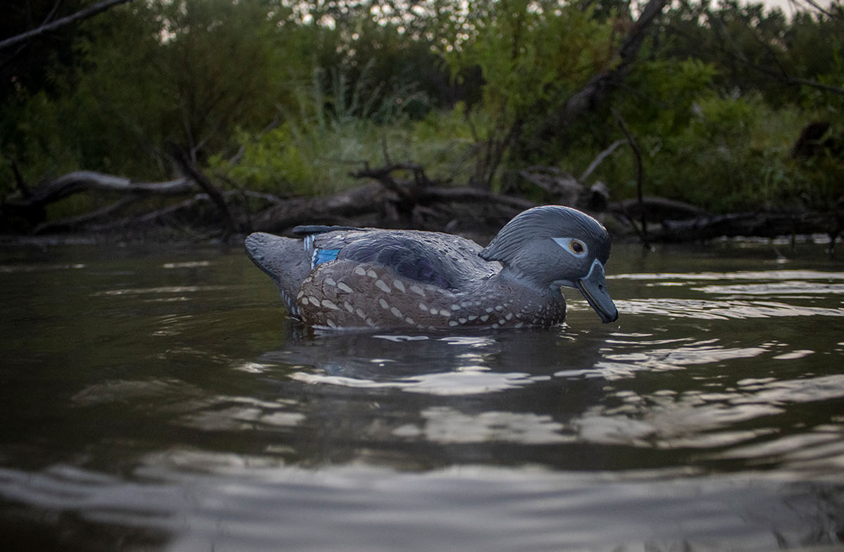 Live Wood Ducks - 6 Pack | Final Approach Waterfowl